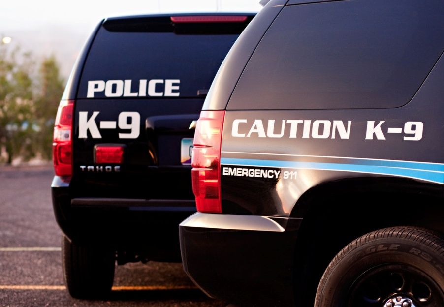 The truth about 'K9' - Blog